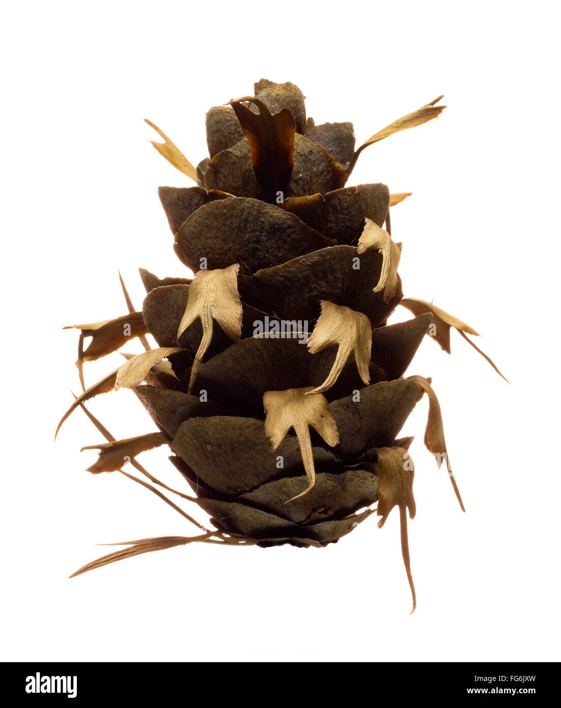 Vieux sapin de douglas Banque d'images détourées - Alamy