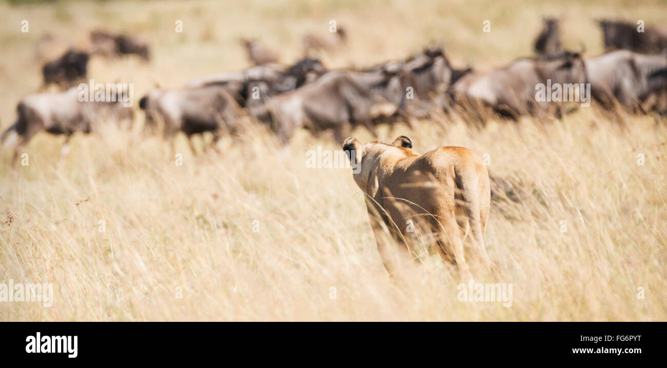 Lionne chasse gnou Banque de photographies et d’images à haute résolution - Alamy