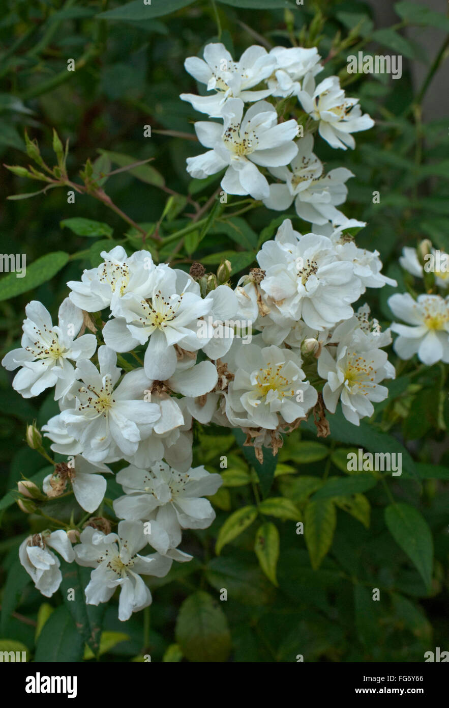 Darlows enigma rose Banque d'image et photos - Alamy