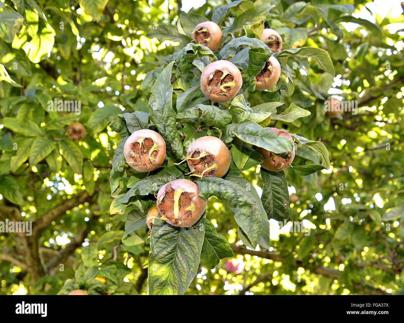 Fruits de néflier Banque de photographies et d’images à haute ...