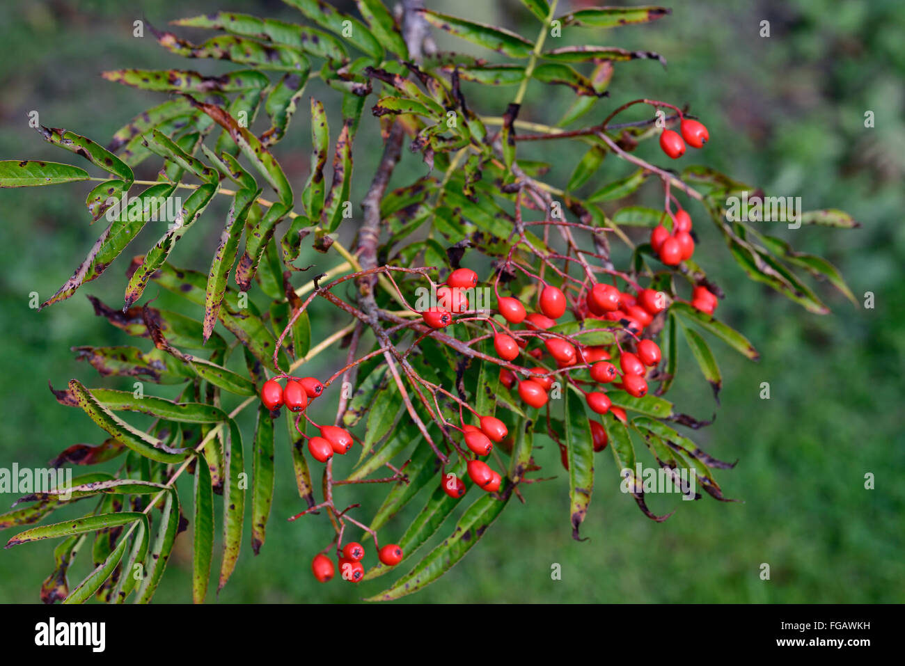 Amur cendre Banque de photographies et d’images à haute résolution - Alamy