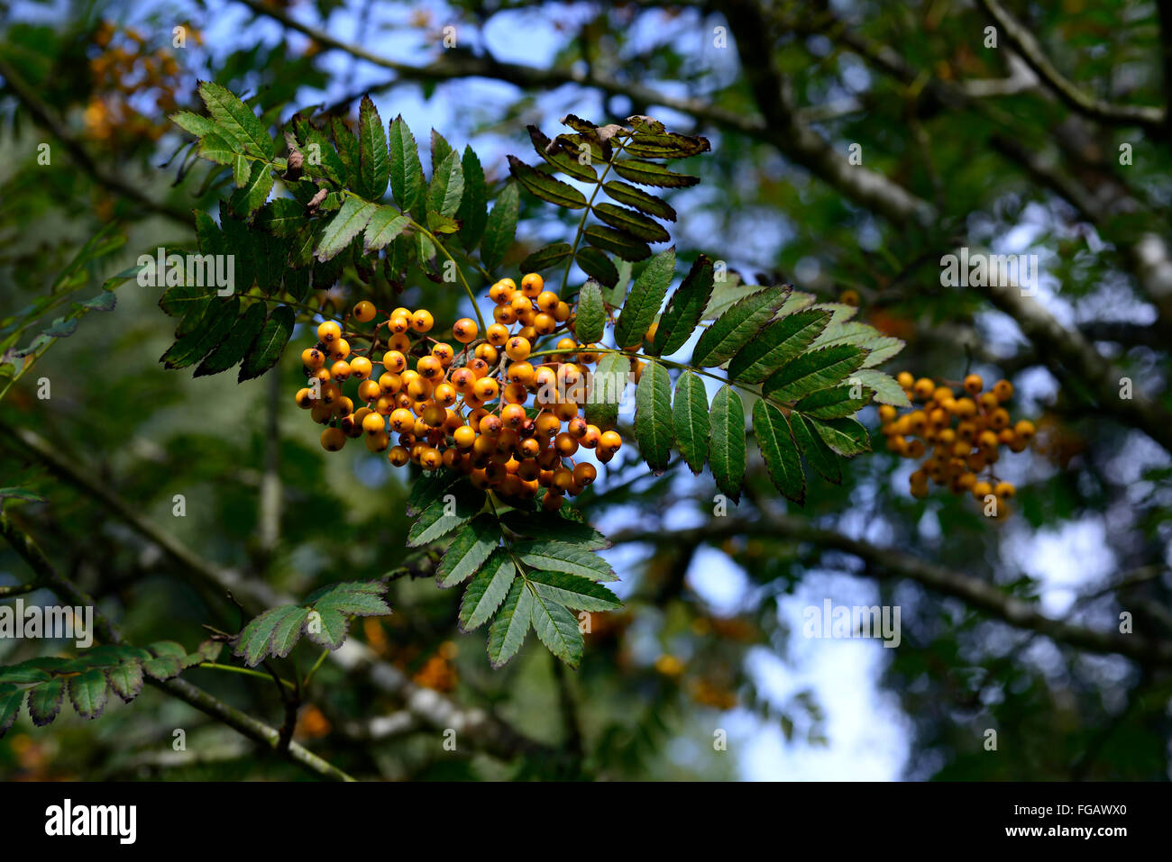 Sorbus aucuparia fructu luteo Banque de photographies et d’images à ...