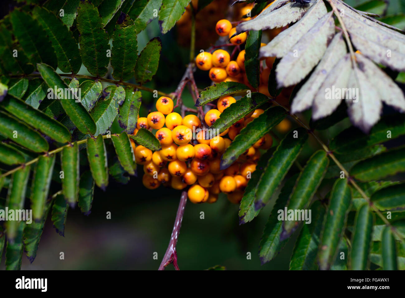 Sorbus aucuparia fructu luteo Banque de photographies et d’images à ...