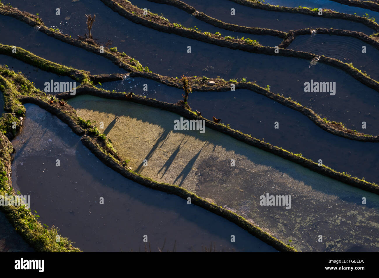 Terrasses de riz niuziaozhai Banque de photographies et d’images à ...