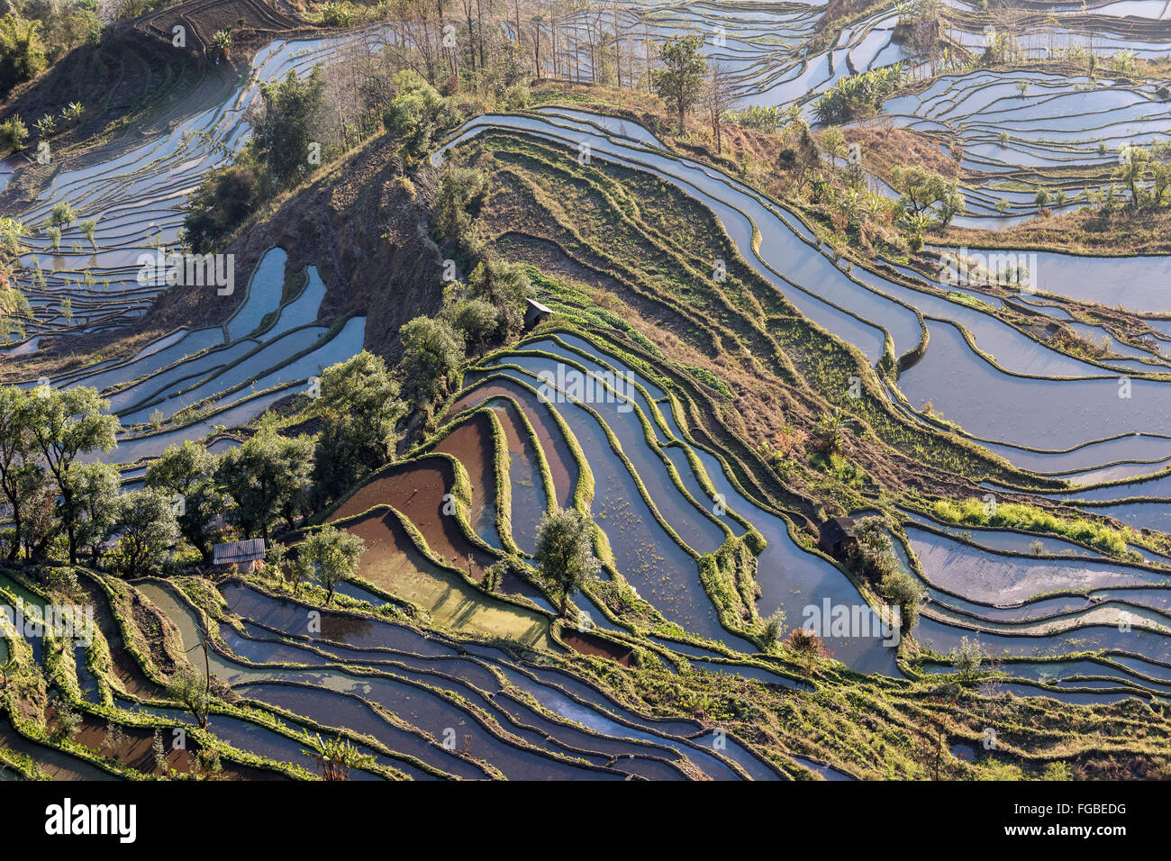Terrasses de riz niuziaozhai Banque de photographies et d’images à ...