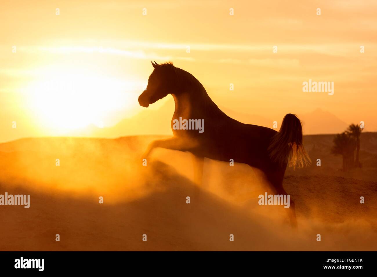 Cheval Arabe. Étalon alezan trottant dans le désert au coucher du ...