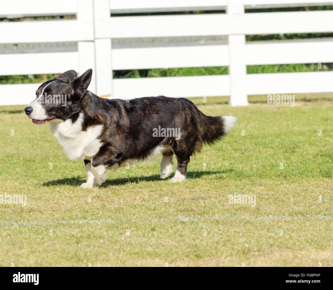 Un jeune, sain, beau, bringé, noir, beige et blanc chien Welsh Corgi ...