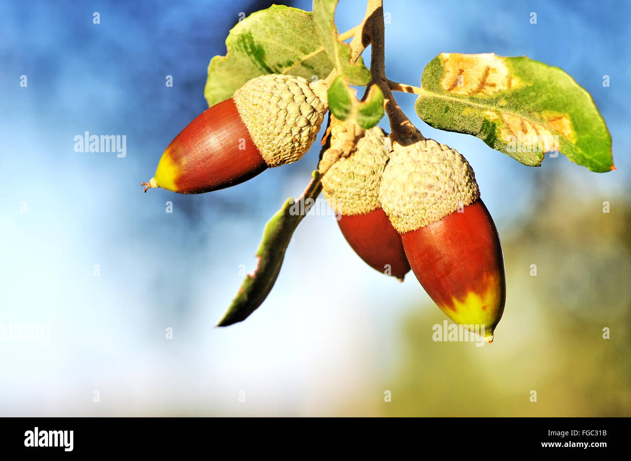 Premier plan de gland Banque de photographies et d’images à haute ...
