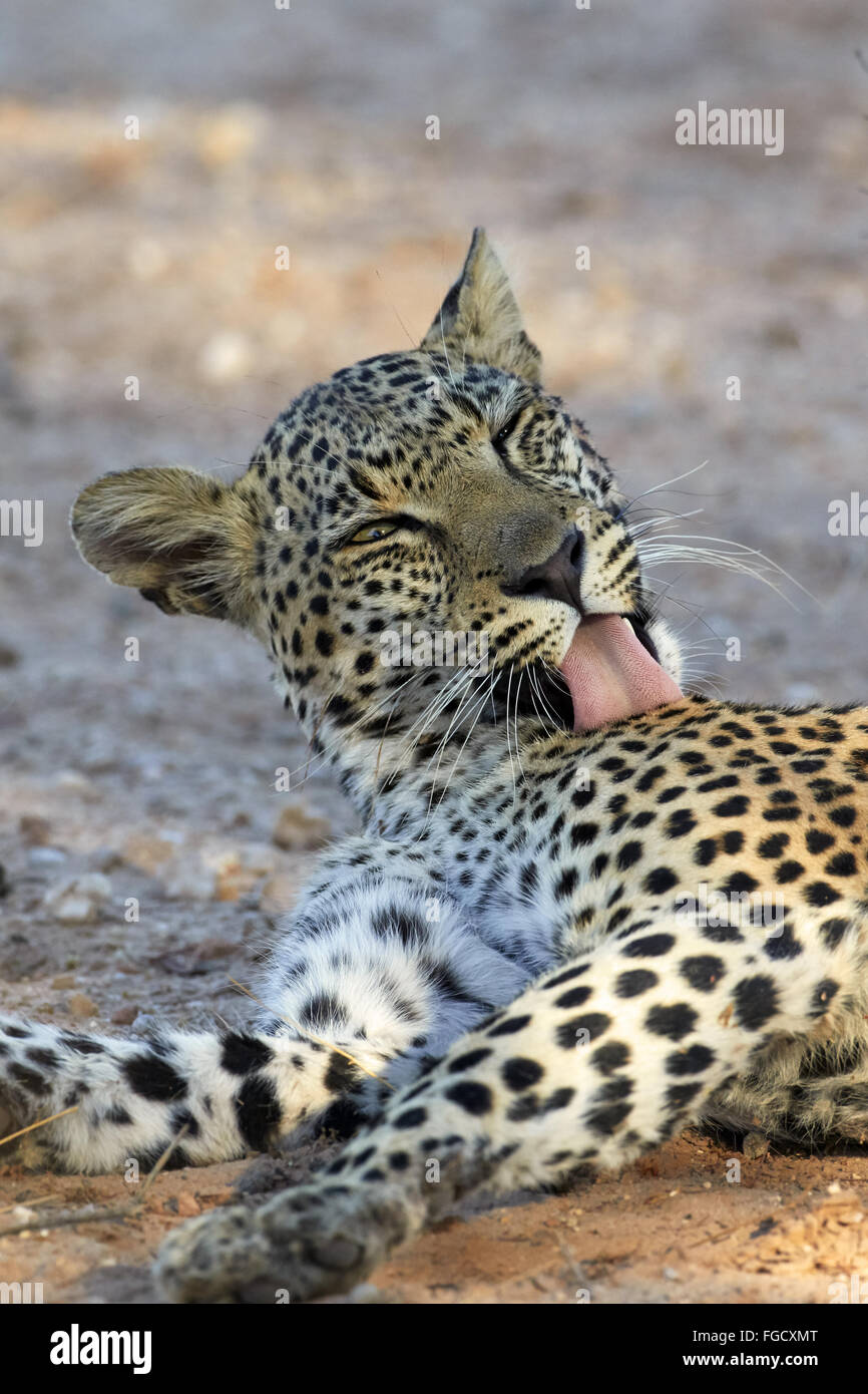 Leopard legs Banque de photographies et d’images à haute résolution - Alamy