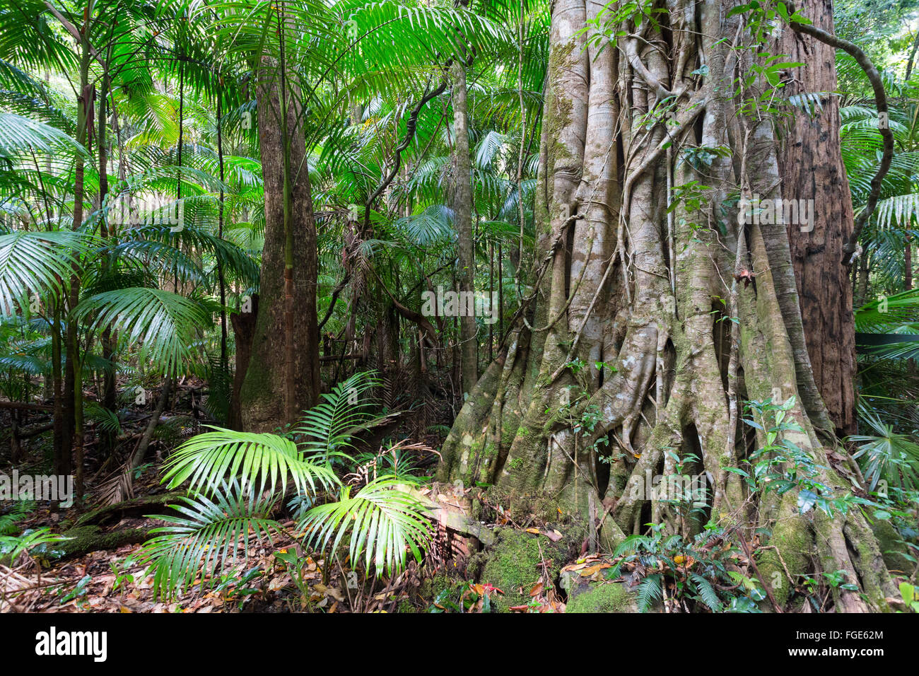 Strangler Fig dans un climat tropical rainforest, Yarriabinni National ...