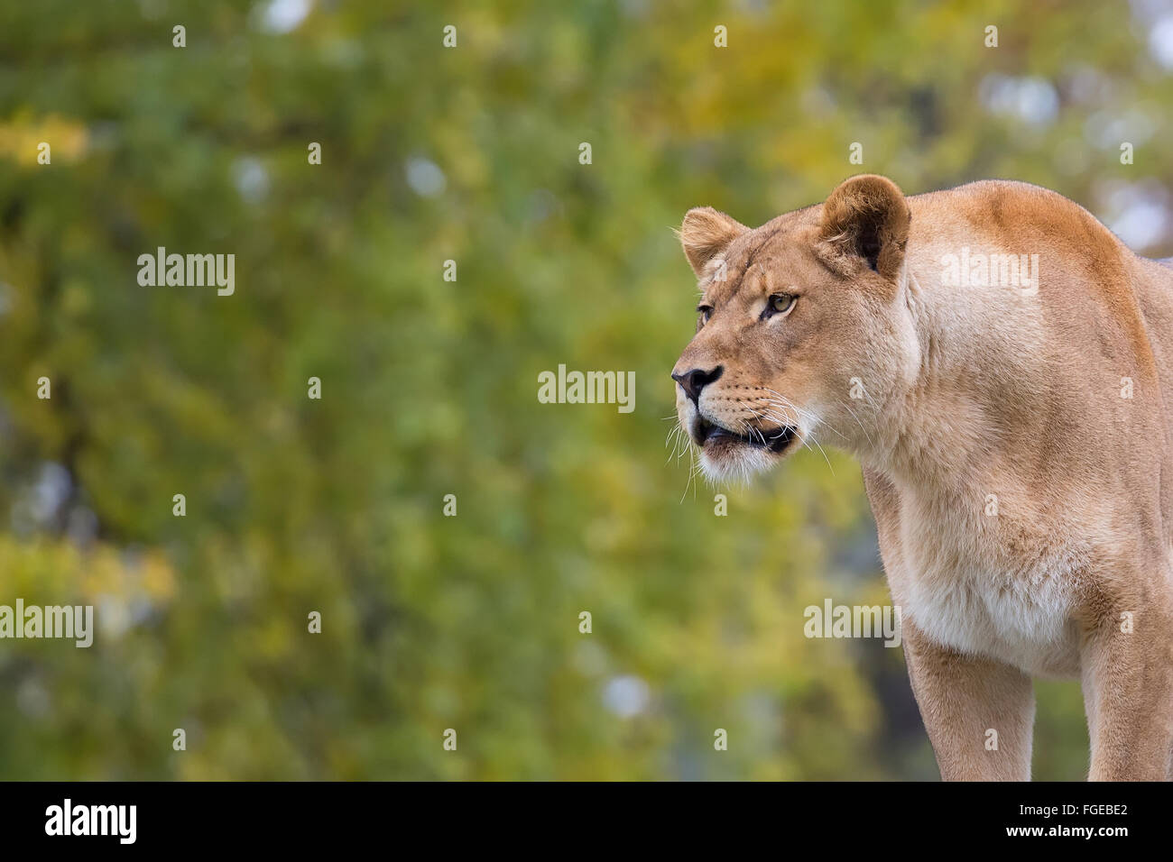 Lionne dans la nature Banque de photographies et d’images à haute ...