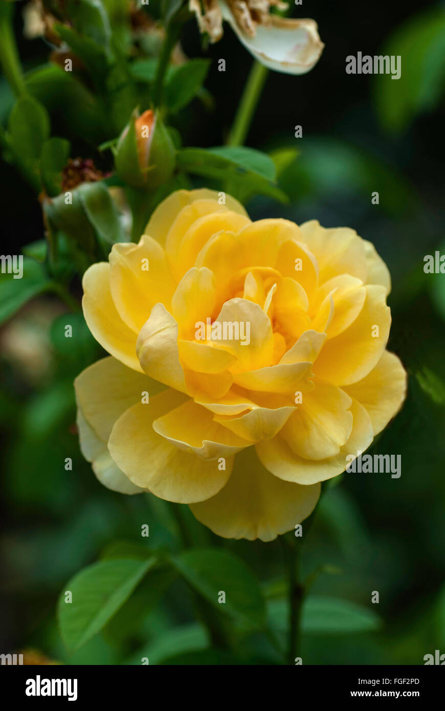 Thomas rose Banque de photographies et d’images à haute résolution - Alamy