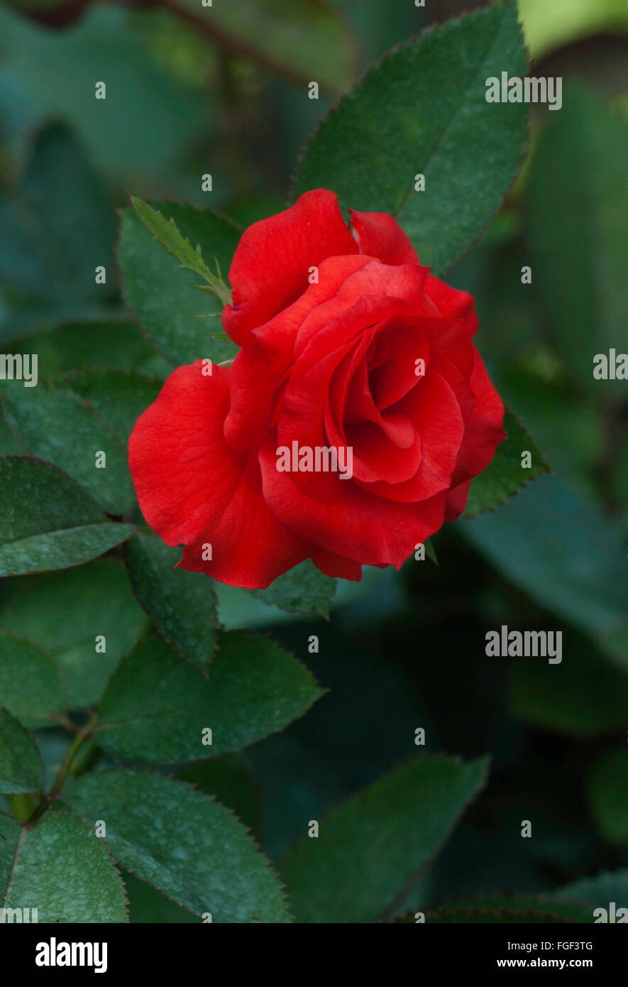 Lady rose Banque de photographies et d’images à haute résolution - Alamy