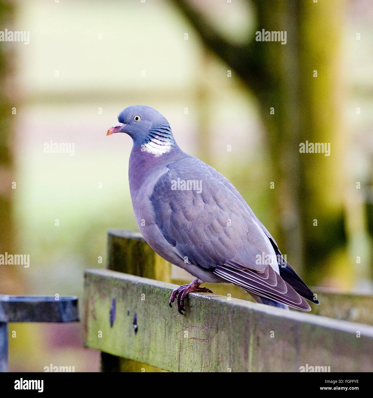 Pigeon ramier adulte Banque de photographies et d’images à haute ...