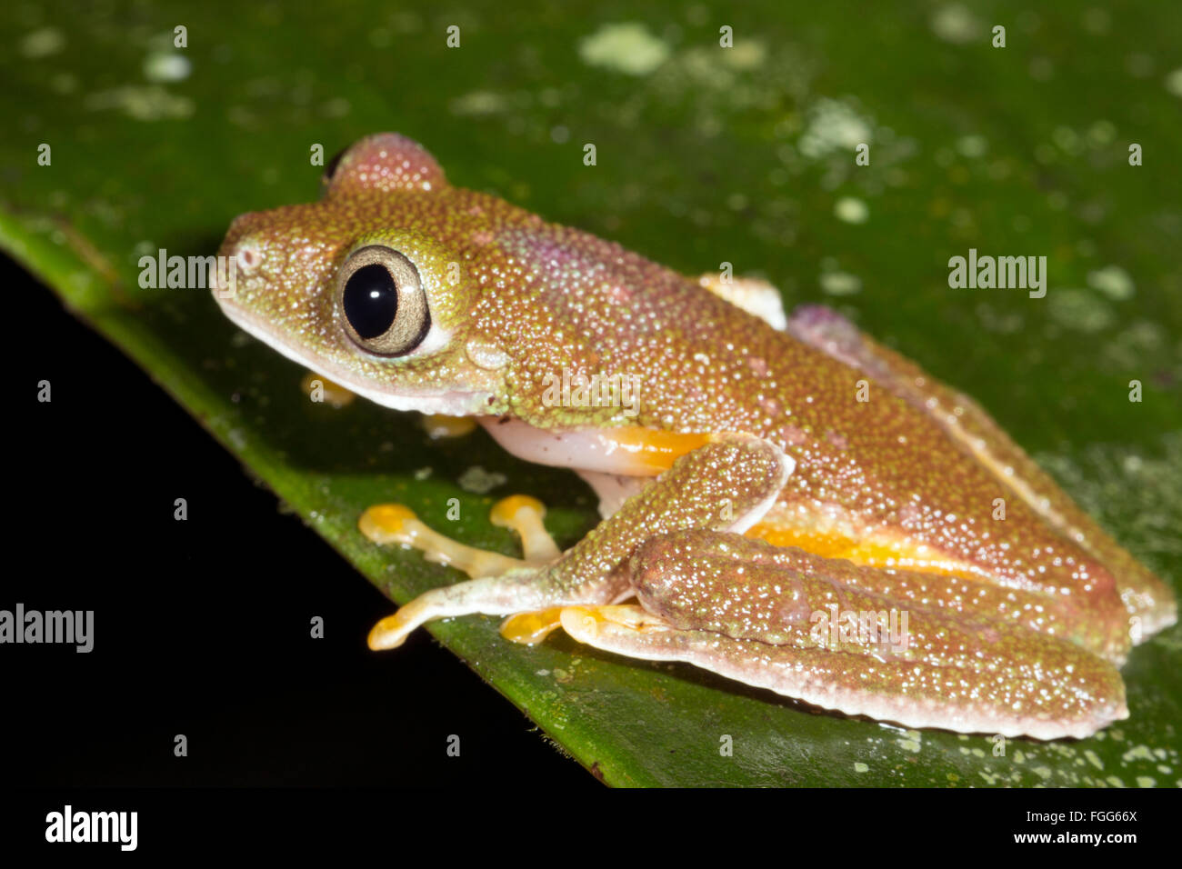 Grenouille feuille ou grenouille arboricole Banque de photographies et ...