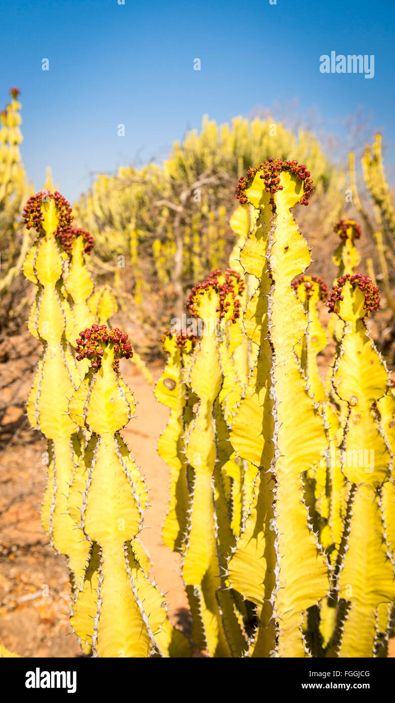 Cactus du désert (Euphorbia ingels) connu sous le nom de Cactus Arbre ...