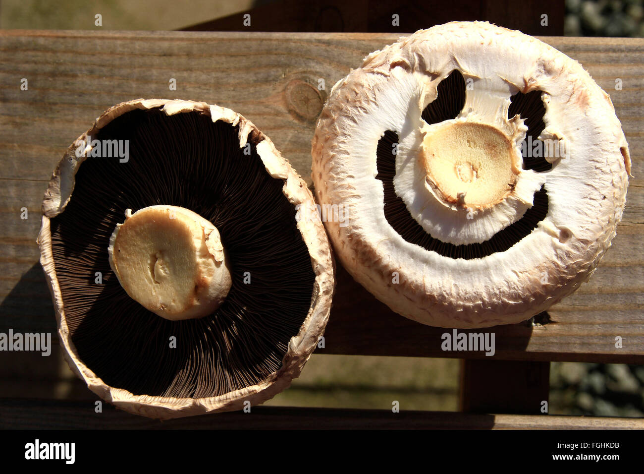 Visage de champignon Banque de photographies et d’images à haute ...