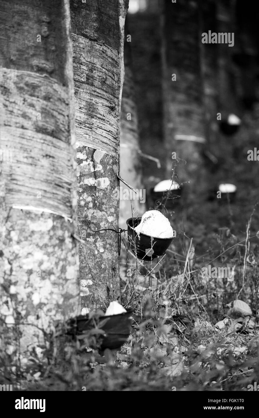 Rubber trees Banque de photographies et d’images à haute résolution - Alamy
