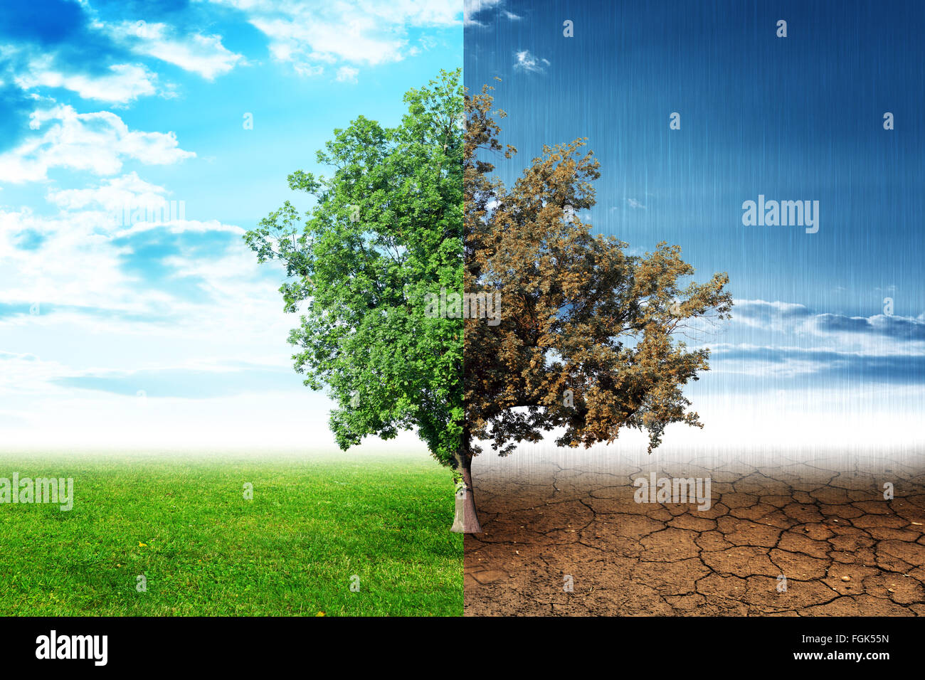 Arbre des deux côtés Photo Stock - Alamy