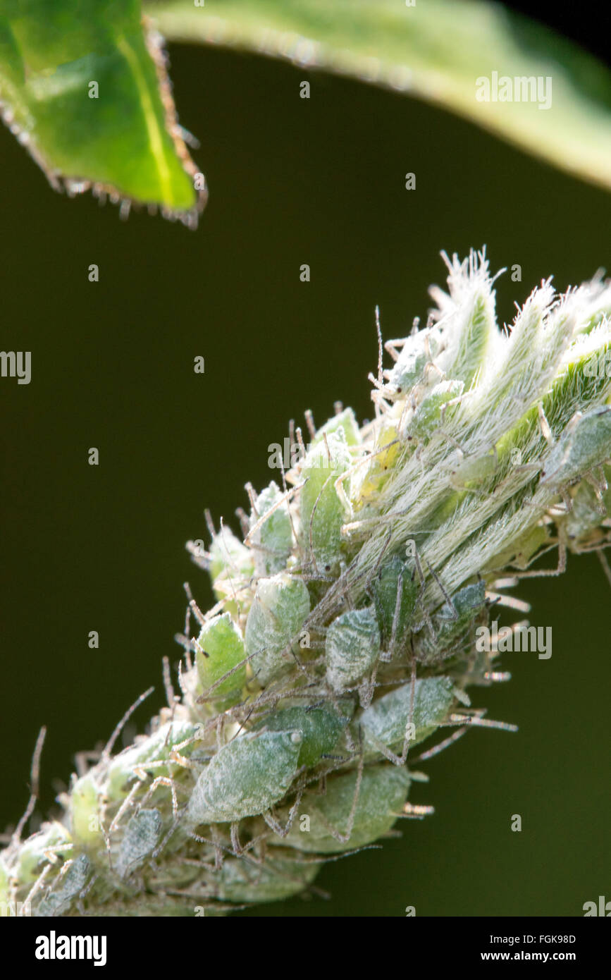 Parasite de pucerons Banque de photographies et d’images à haute ...