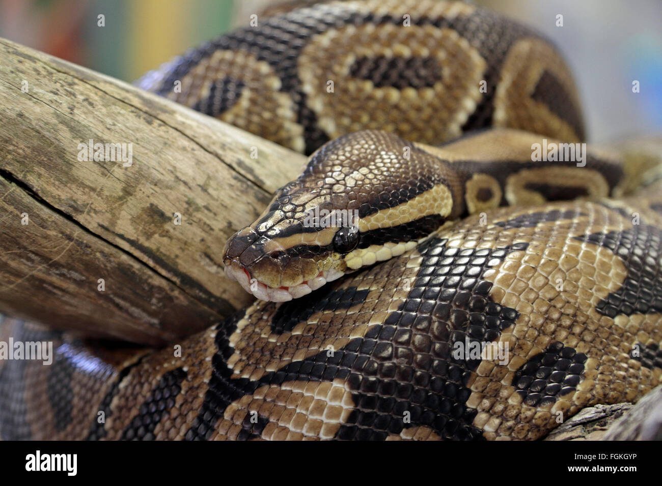 Reticulated python Banque de photographies et d’images à haute ...