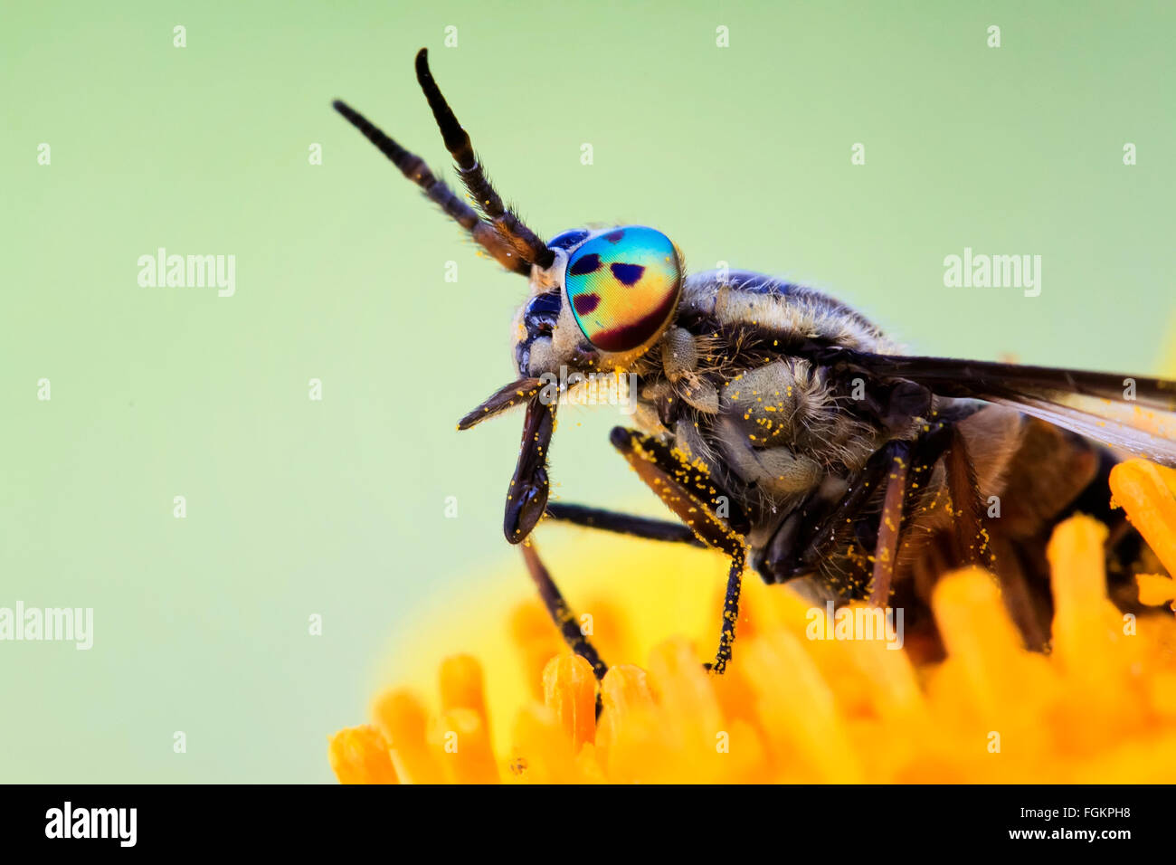 Insectes mouche taon pour attendre le chasseur parasite le danger d'une ...