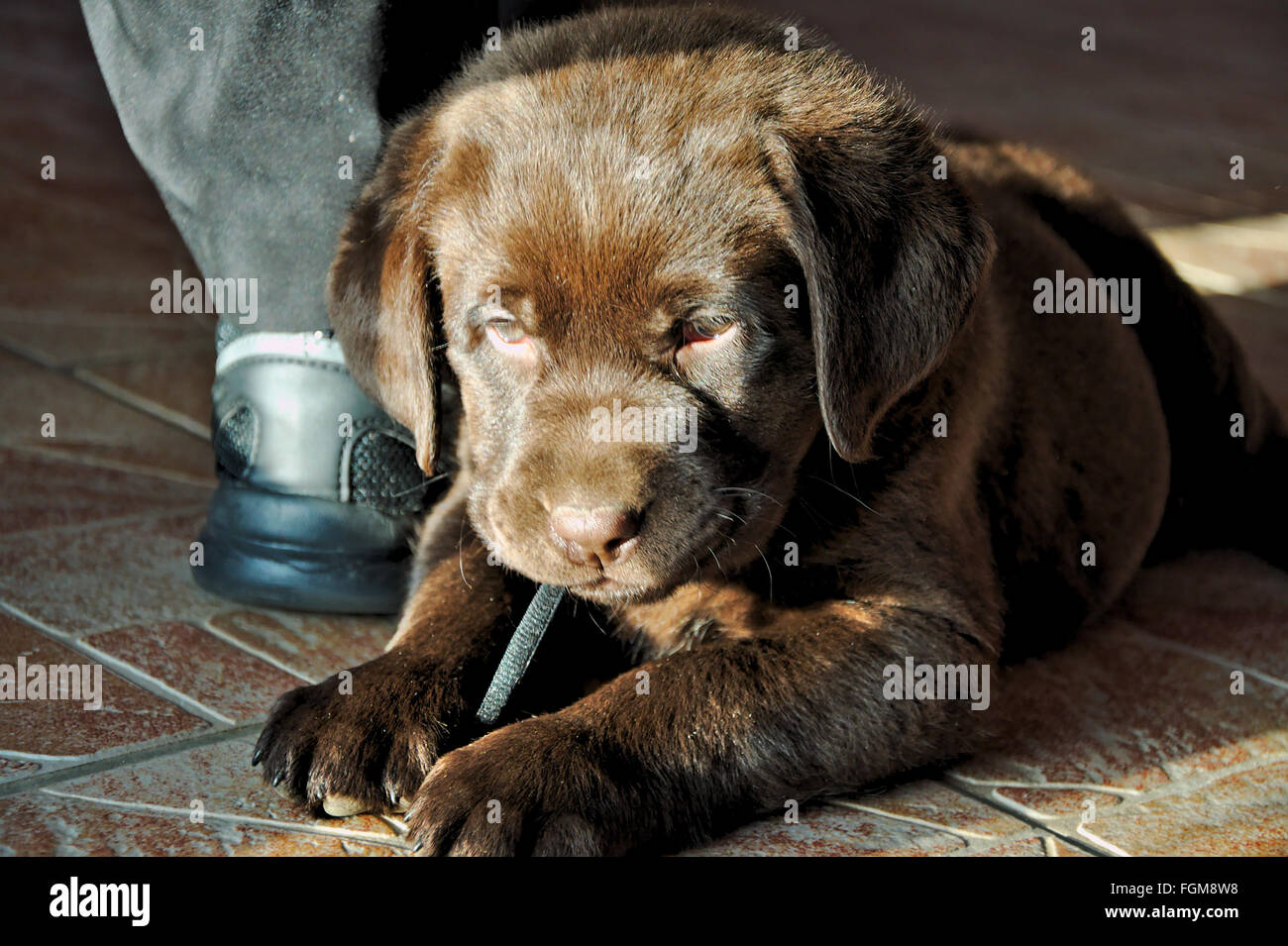 Mignon chiot labrador Banque de photographies et d’images à haute ...