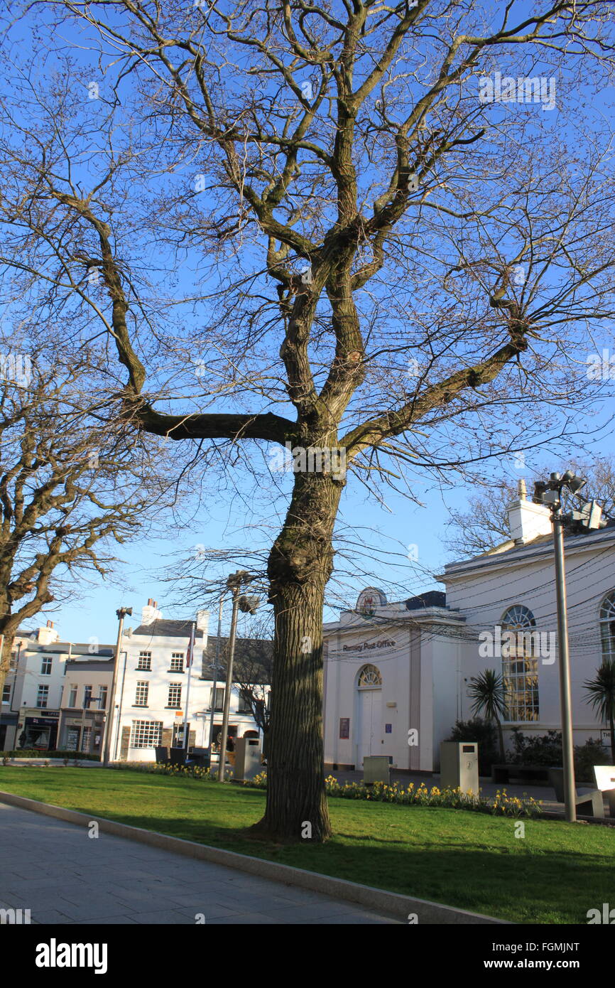 En forme de l'homme arbre ou dryad, Ramsey, Ile de Man Photo Stock - Alamy