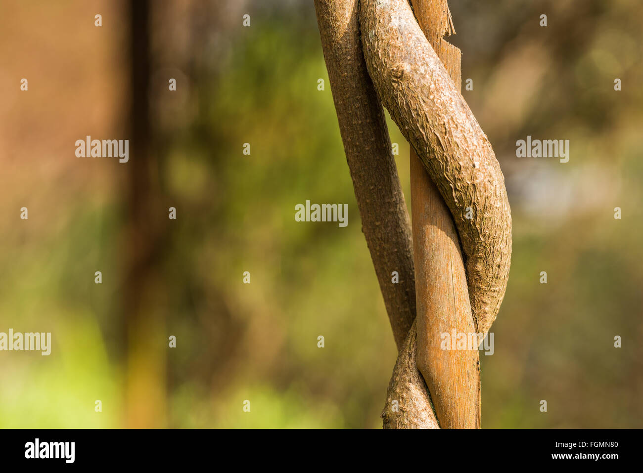 Garrote garrotte Banque de photographies et d’images à haute résolution ...