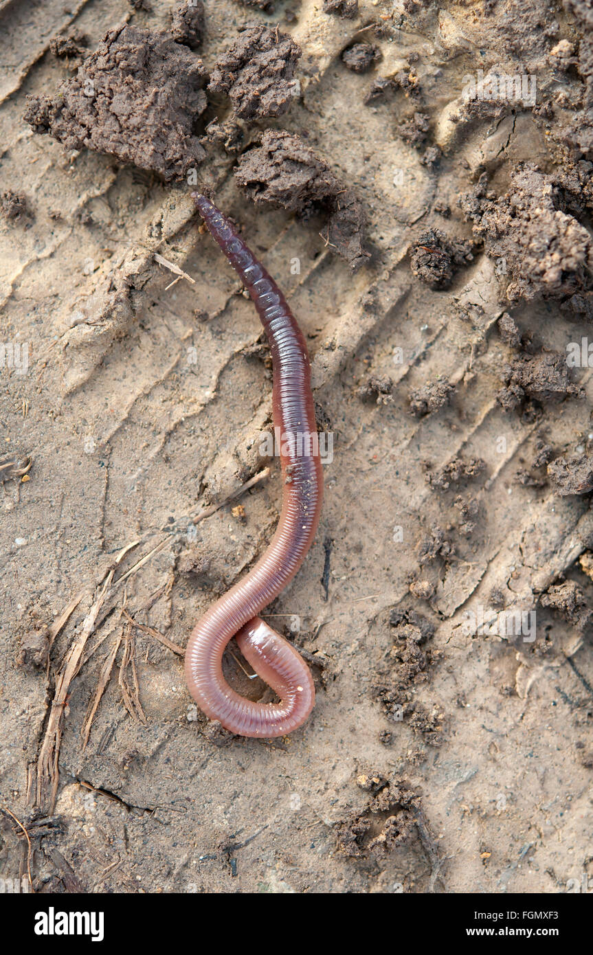 La faune du sol Banque de photographies et d’images à haute résolution ...