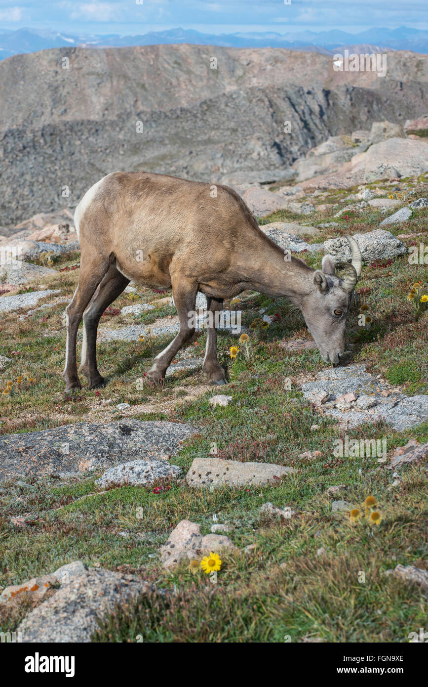Grosse corne brebis ovis canadensis Banque de photographies et d’images ...