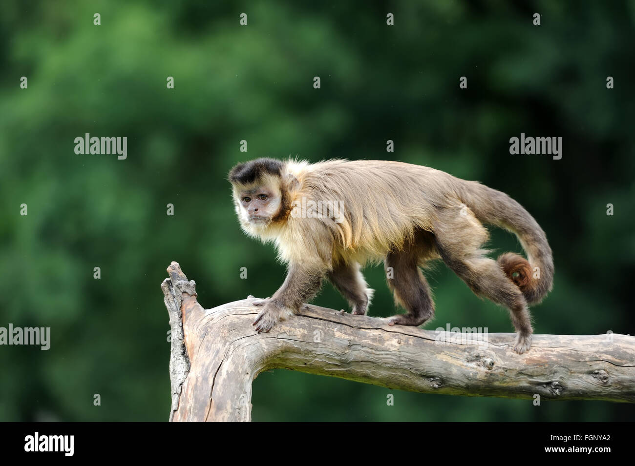 Singe capucin à tête blanche Banque de photographies et d’images à haute résolution - Alamy