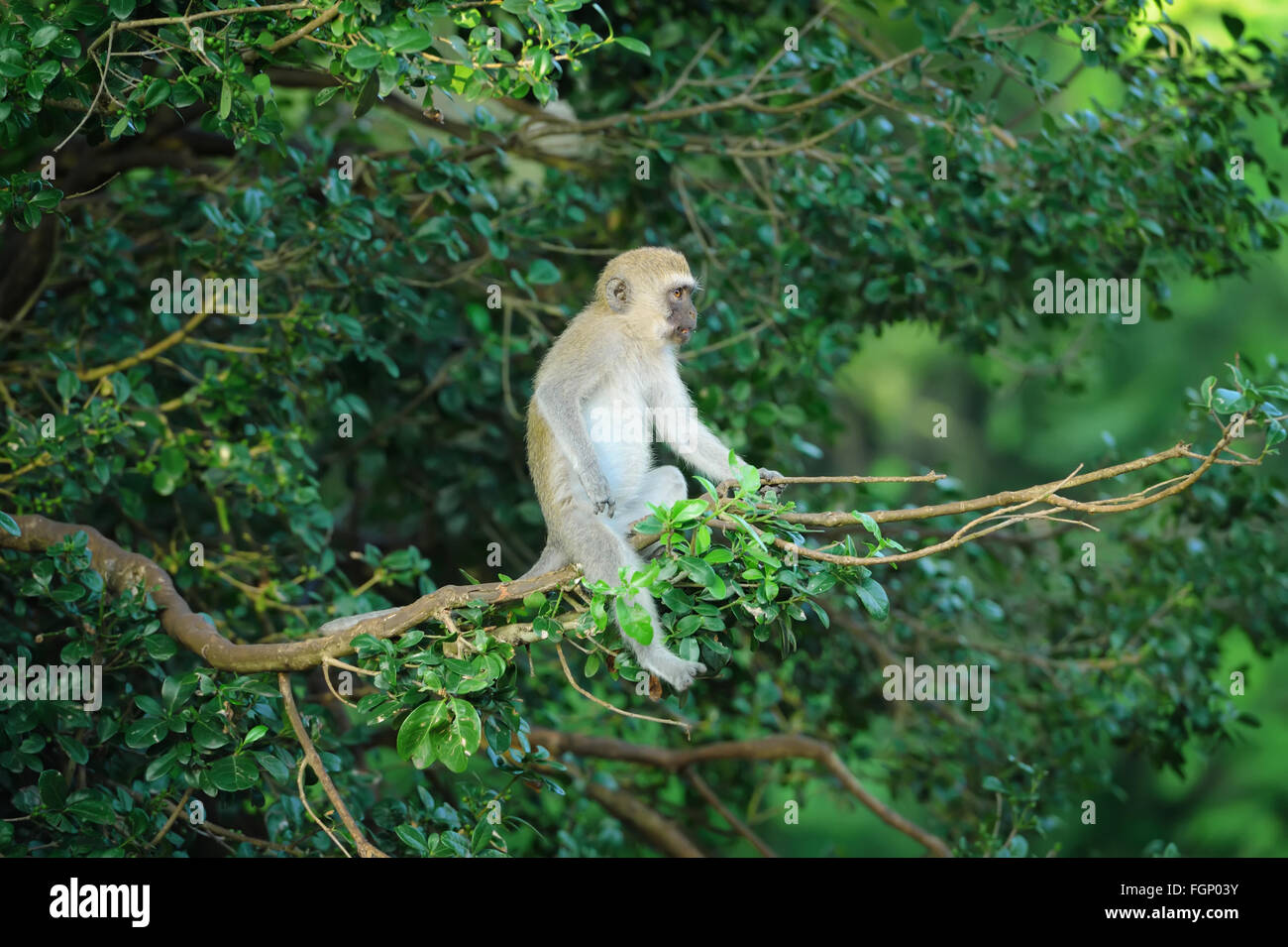 Jeune singe sur un arbre Banque de photographies et d’images à haute ...