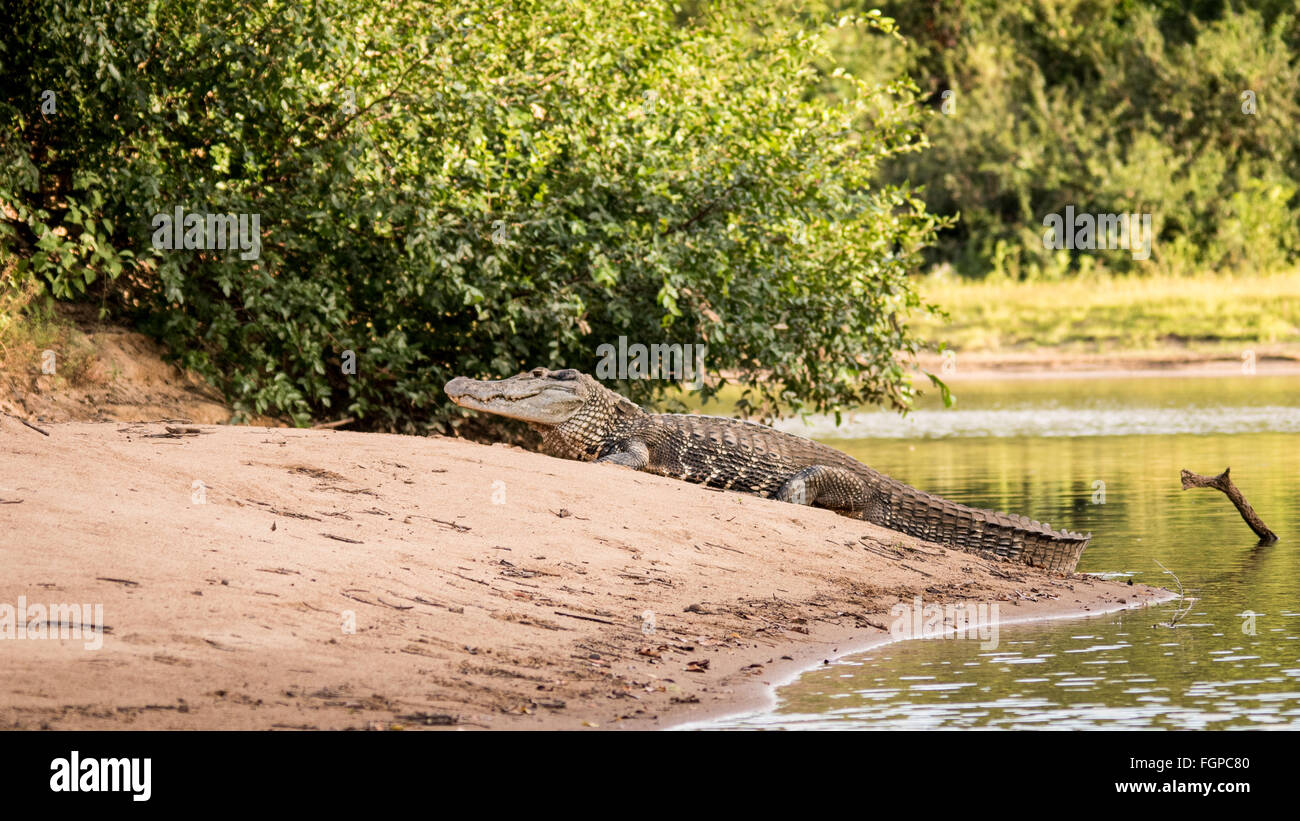 Caïman Noir (Melanosuchus niger), Guyana, en Amérique du Sud Photo ...