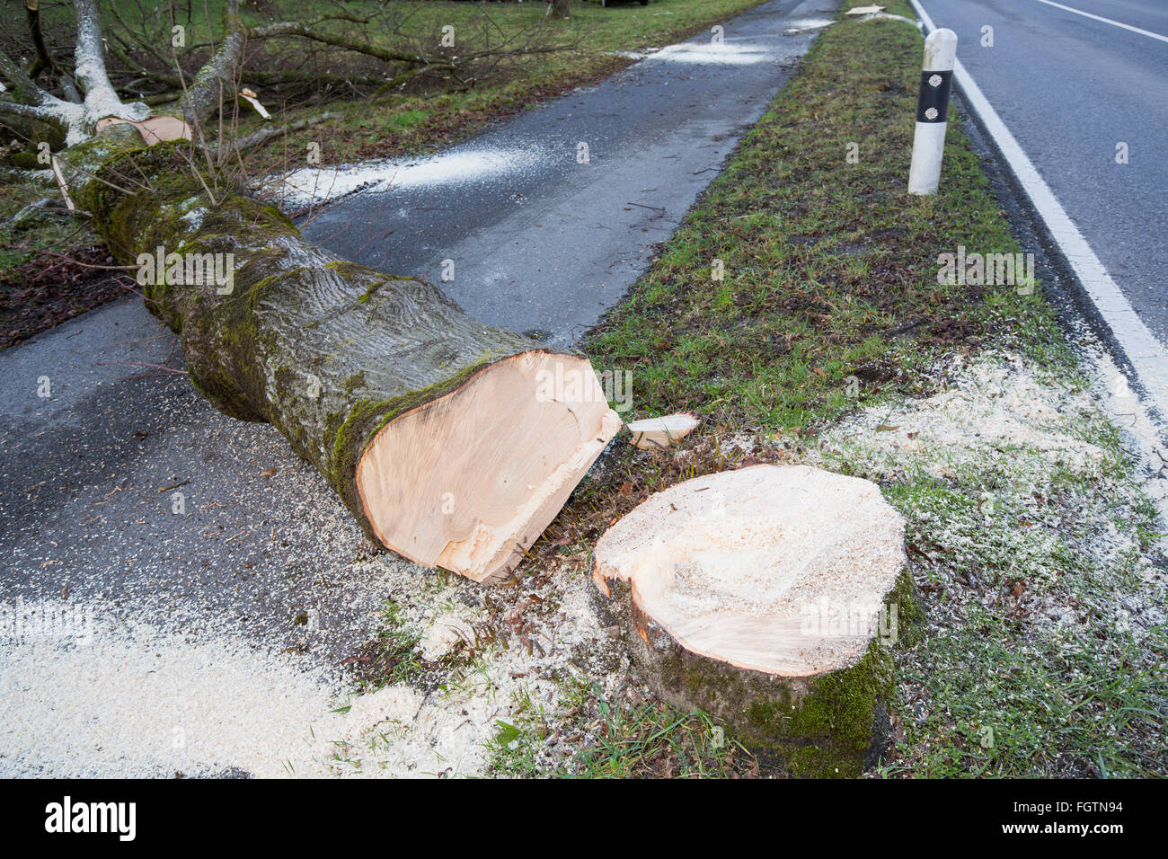 La coupe d'un arbre, d'un abattage le long d'une route, Baum, saurait ...