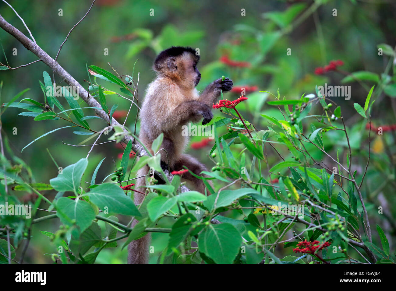 Singe capucin manger dans un arbre Banque de photographies et d’images ...
