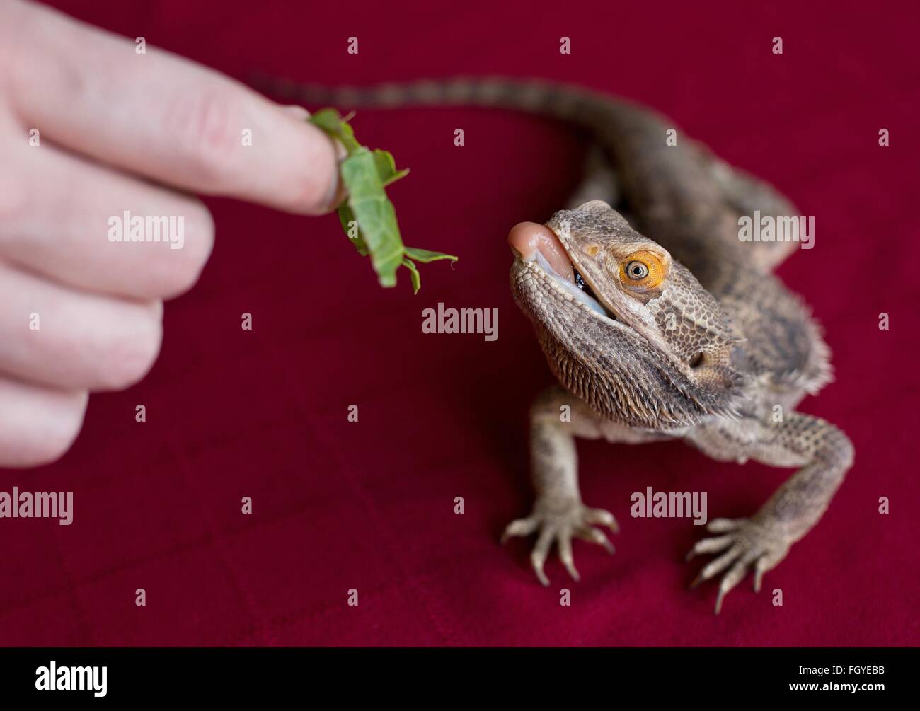 Dragon barbu nourrir animal de compagnie Banque de photographies et d ...
