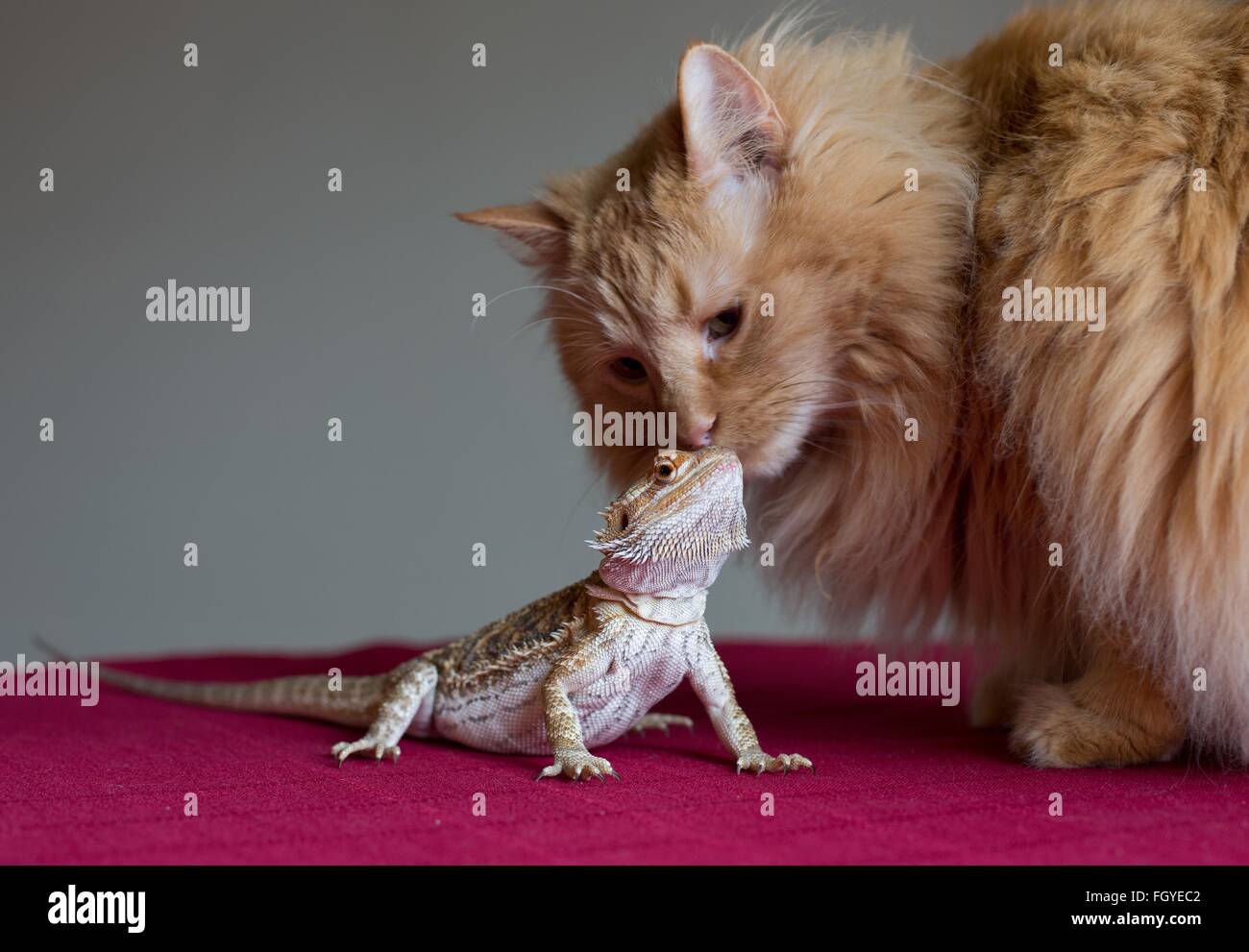 Chat dragon Banque de photographies et d’images à haute résolution - Alamy