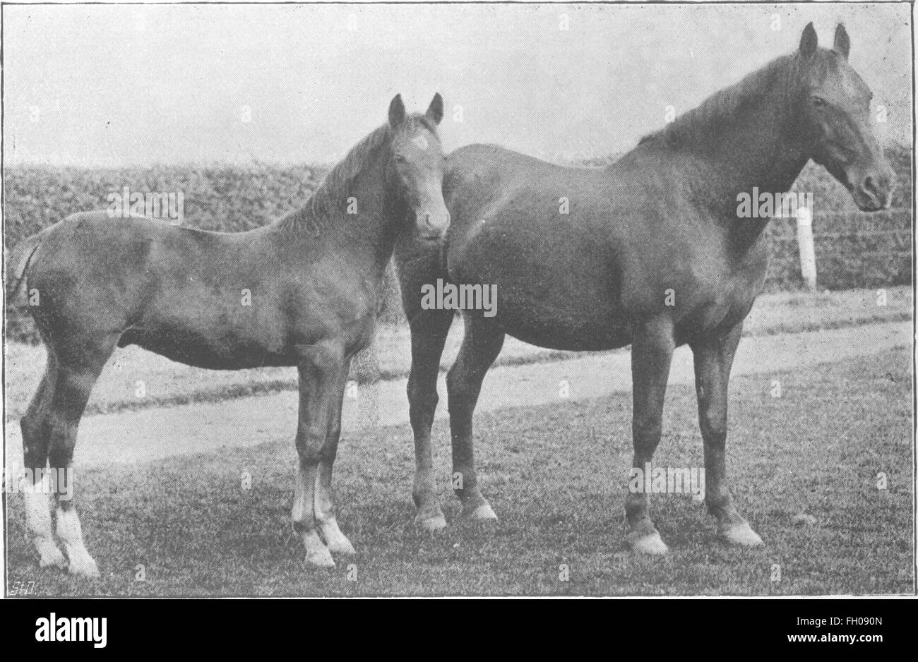 Evolution of the horse Banque de photographies et d’images à haute ...