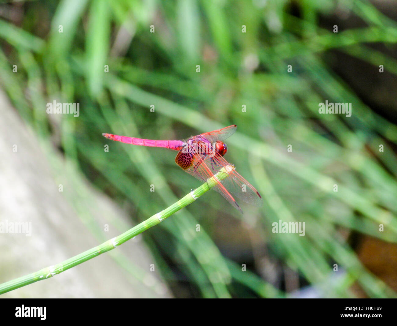 Libellule violette Banque de photographies et d’images à haute ...