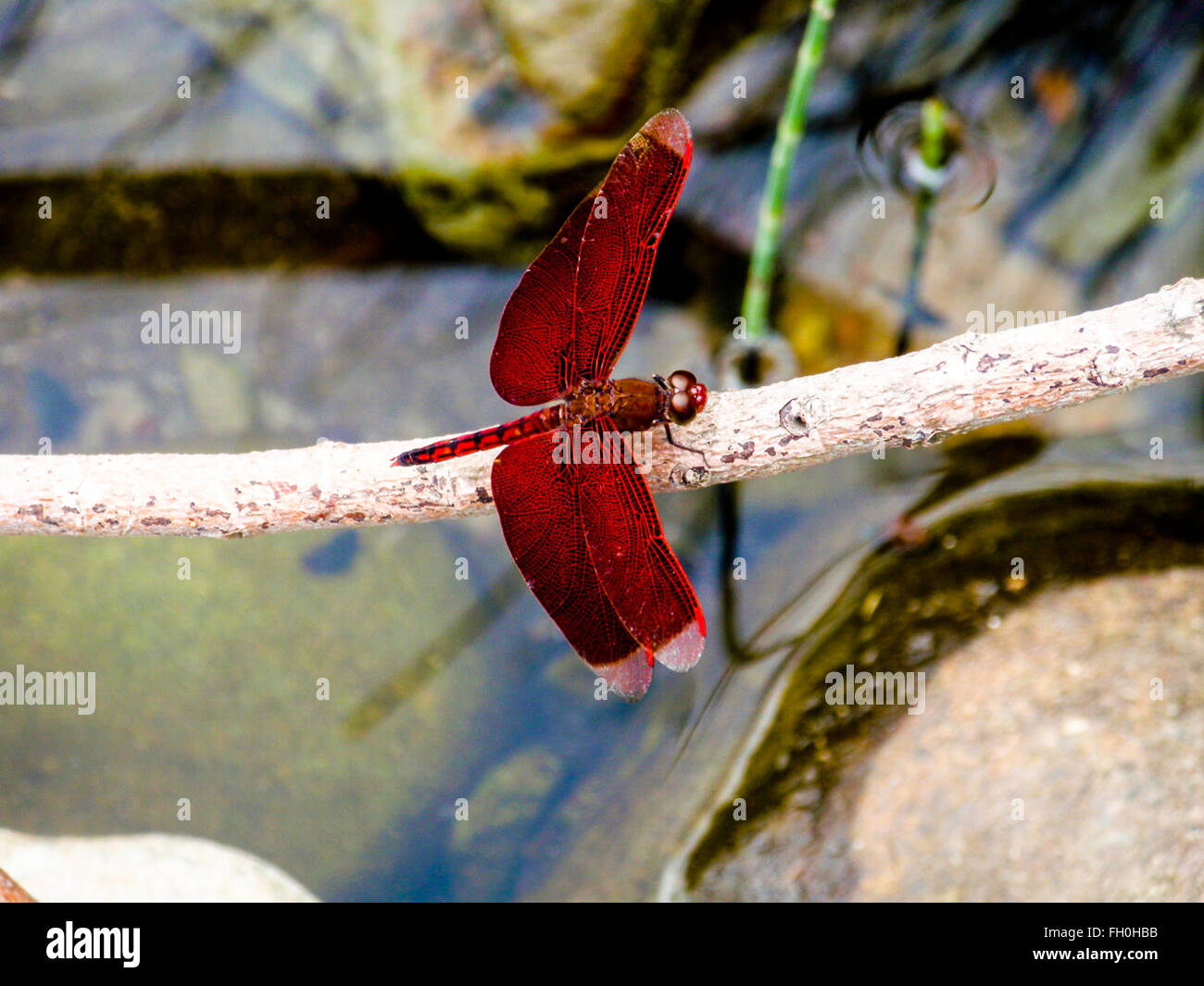 Libellule indienne Banque de photographies et d’images à haute ...