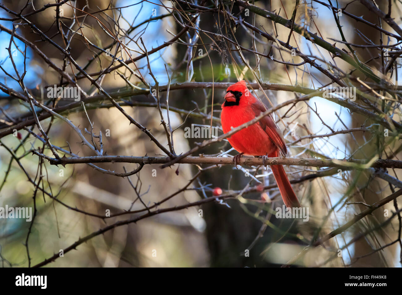 Oiseau cardinal et baies rouge Banque de photographies et d’images à ...