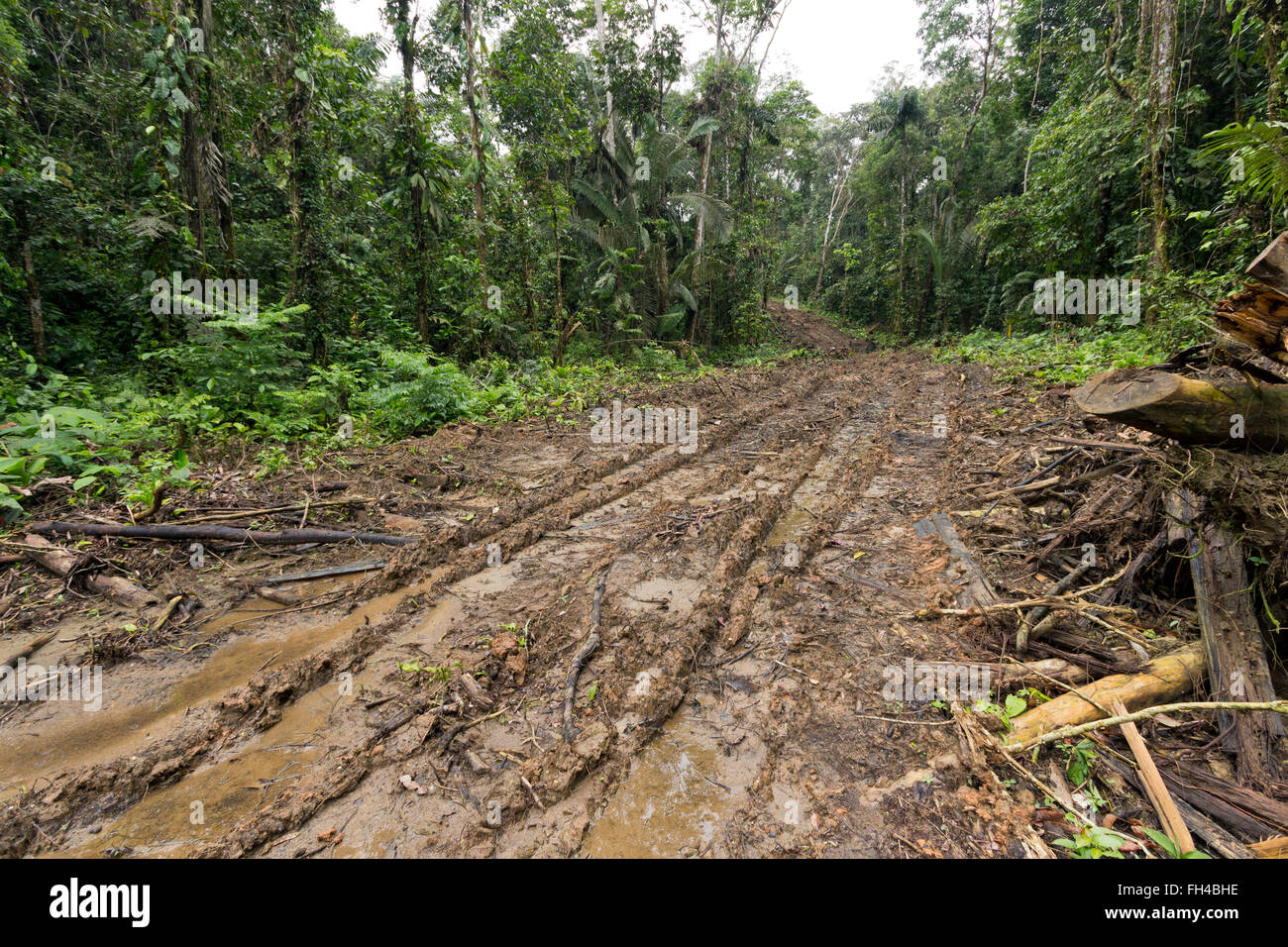 Nouvelle route rasées par rainforest en Equateur. La construction de ...