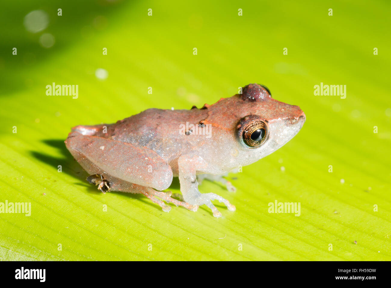 Grenouille sous la pluie Banque de photographies et d’images à haute ...
