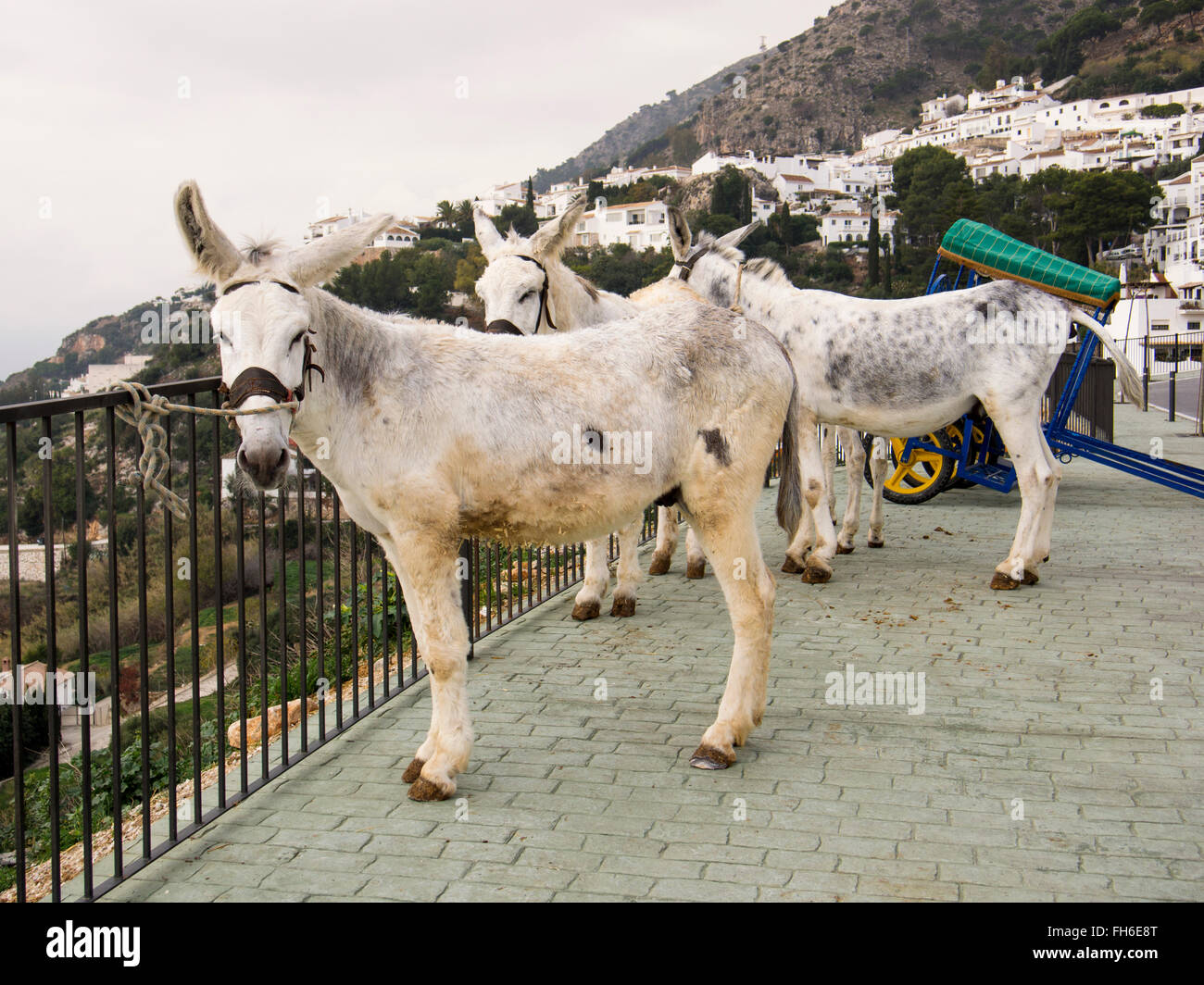 Donkey spain Banque de photographies et d’images à haute résolution - Alamy