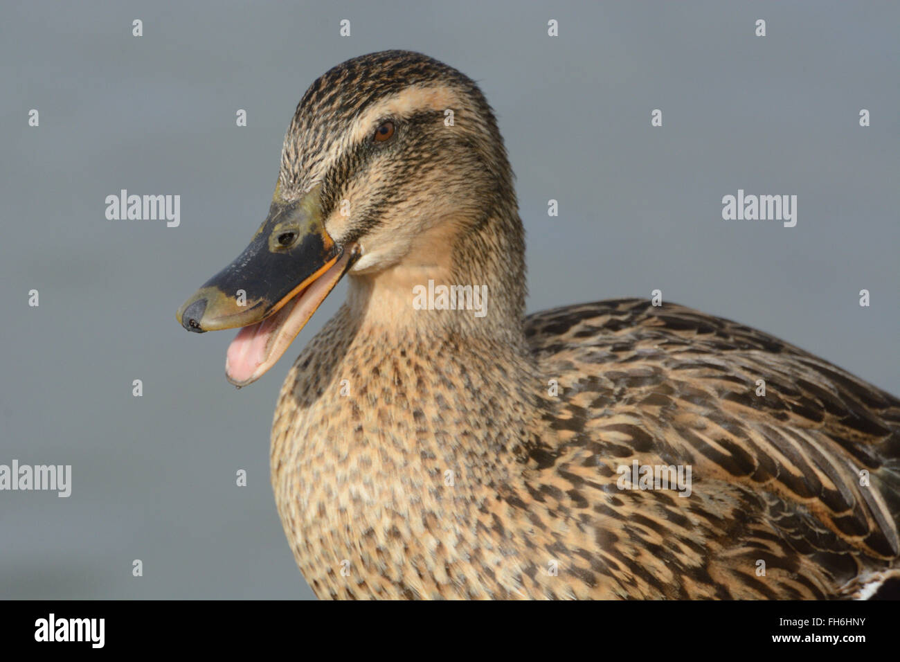 Canard de rouen Banque de photographies et d’images à haute résolution ...
