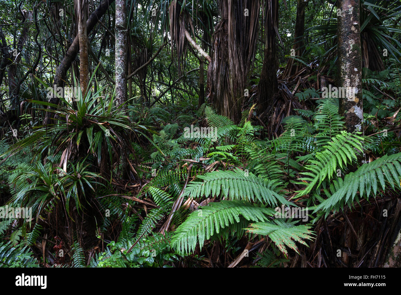 La végétation tropicale, près de l'Anse des Cascades à piton Sainte ...