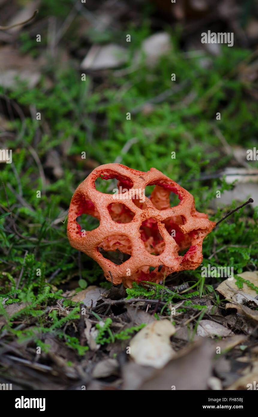 Champignon rouge stinkhorn Banque de photographies et d’images à haute ...