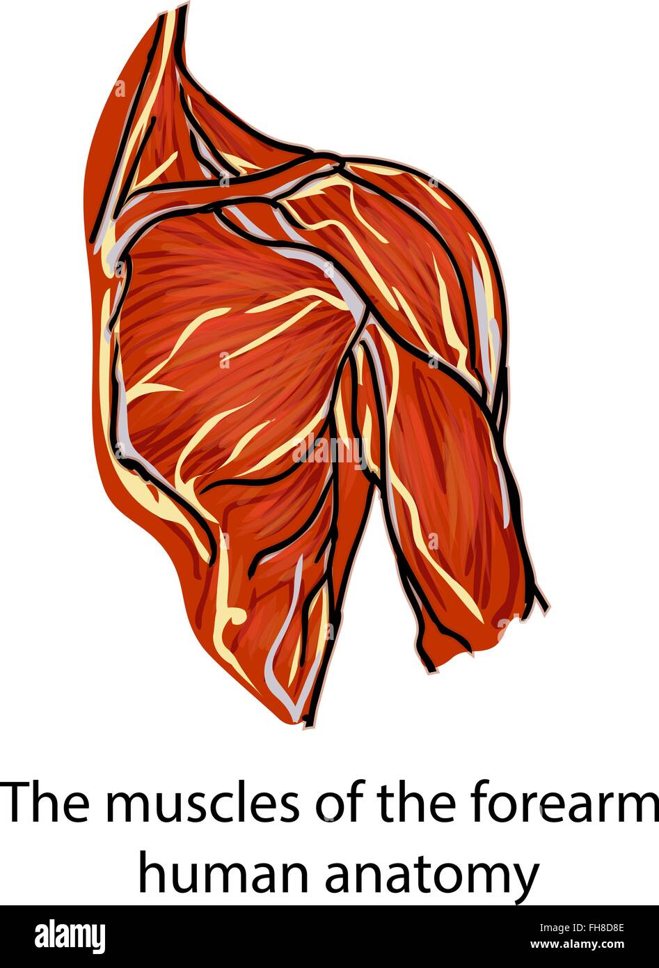 Les Muscles Les Fibres Musculaires Anatomie De La Main Humaine Une Structure Des Muscles De L