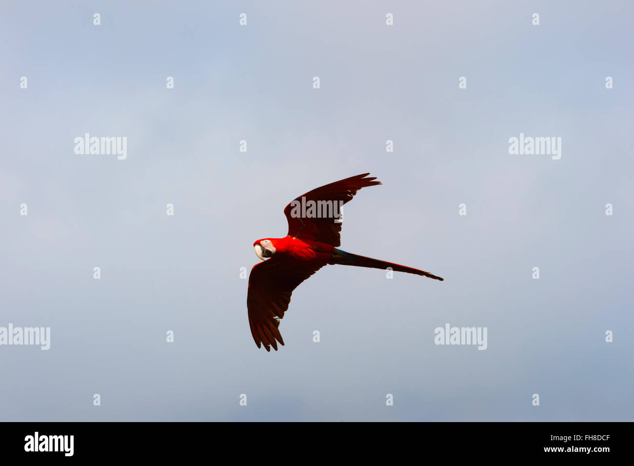 Aras aras en vol Banque de photographies et d’images à haute résolution ...